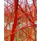 Red Flame Willow Trees - Burning Bush - Fast Growing and Stunning Color ...