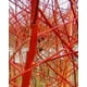 Red Flame Willow Trees - Burning Bush - Fast Growing and Stunning Color ...
