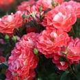 Heirloom Roses - Spirit Abundance English Legend Rose Plant - Walmart.com