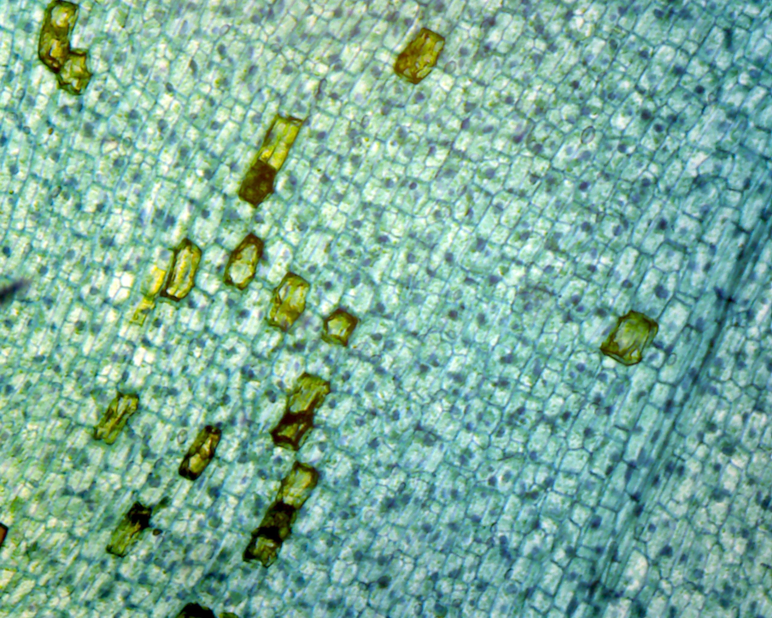 GSC International Elodea Stem Tip Cross Section Microscope Slide ...