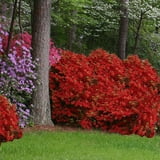 Azalea Midnight Flare Live Shrubs with Red Blooms and Rich Green ...