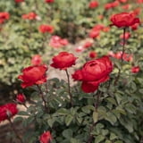 True Bloom Roses Dormant Live Shrub - Walmart.com