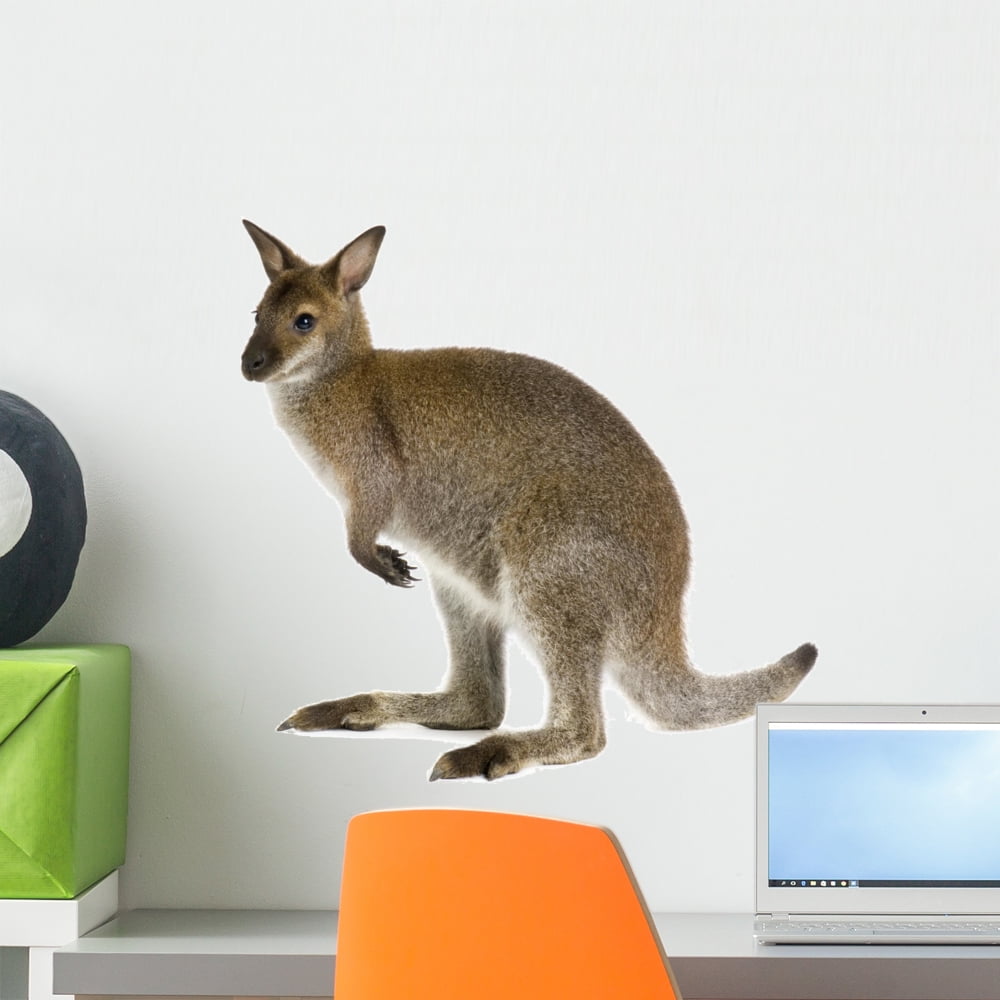 Wallaby Front White Wall Mural by Wallmonkeys Peel and Stick Graphic ...