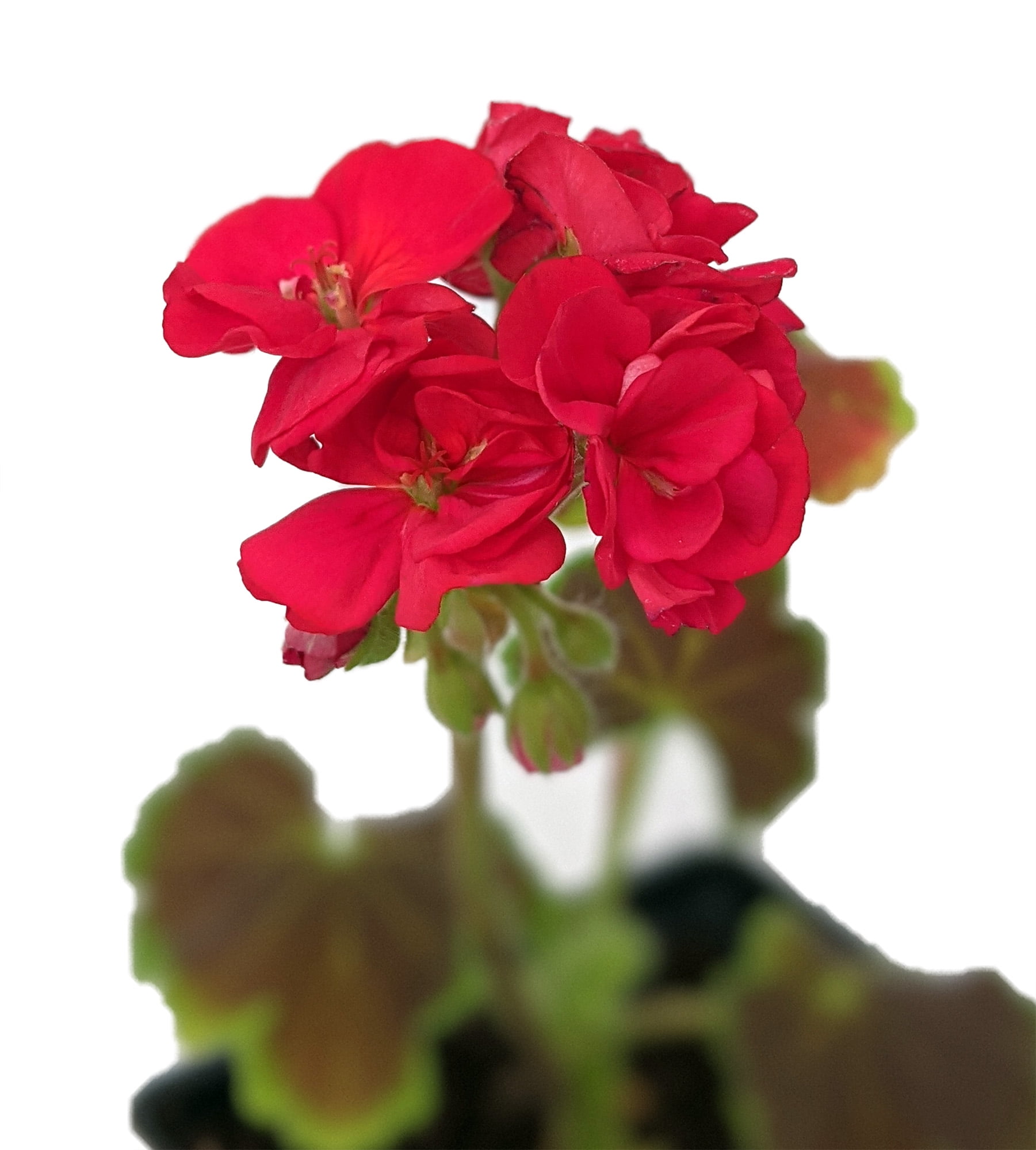 Brocade Cherry Night Fancy Leaf Geranium - Pelargonium - Indoors/Out ...