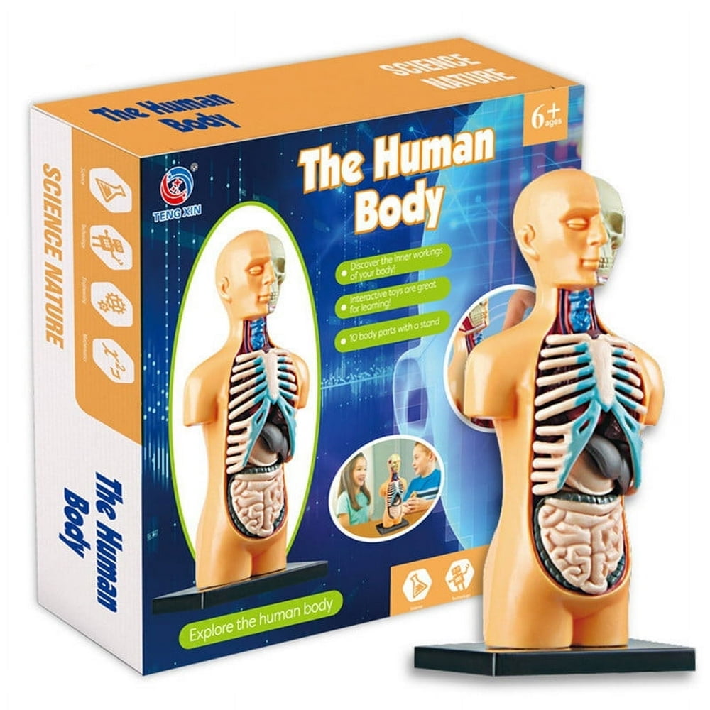 Human Body For Kids Human Torso Body Model Anatomy Anatomical Medical ...