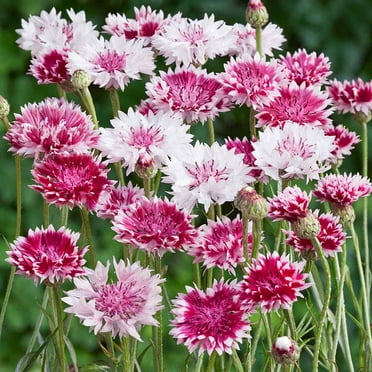 Bachelors Buttons Flower Garden Seeds - Mixed Colors - 4 Oz - Annual ...