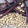 TomorrowSeeds Mississippi Pinkeye II Cowpea Seeds, Non GMO, 150+ Count ...