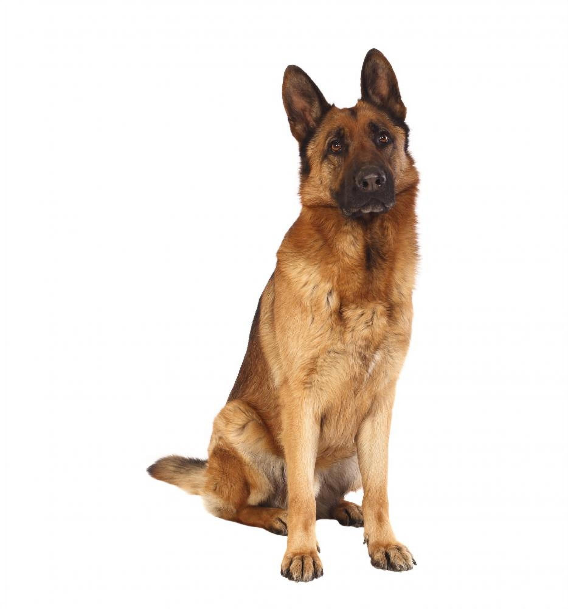 Wallmonkeys German Shepard Portrait Peel and Stick Wall Decals WM42392 ...