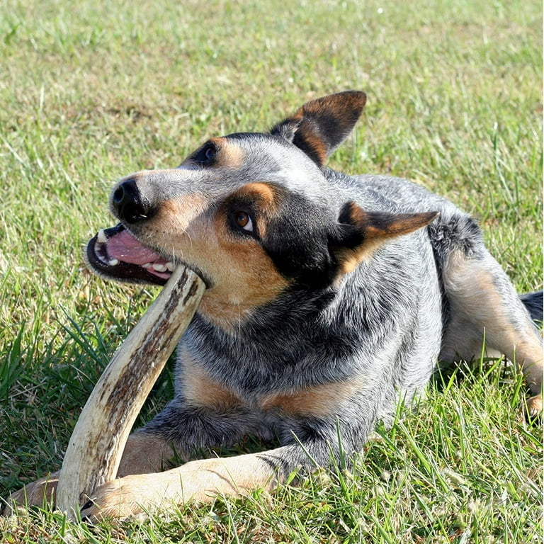 Blue Heeler Aggressive Breed | ppgbbe.intranet.biologia.ufrj.br
