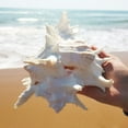 Large Conch Shell Aquarium Decor Ornament Display 20cm Coastal Sea ...