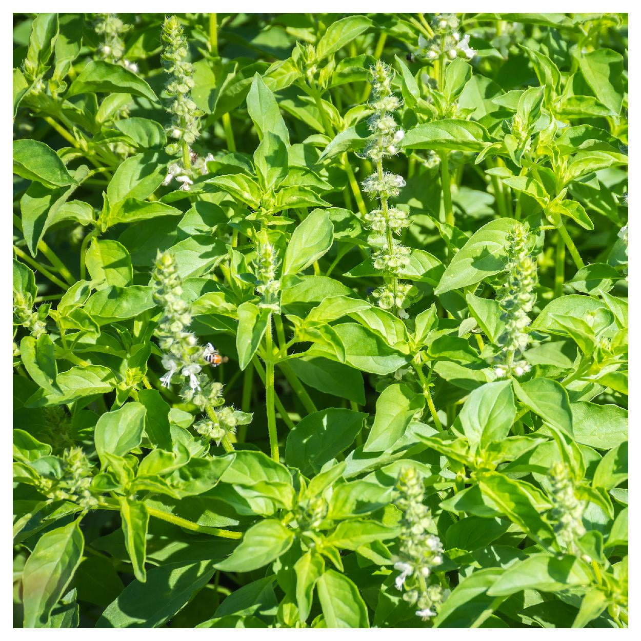 Everwilde Farms - 1 oz Lemon Basil Herb Seeds - Gold Vault Bulk Seed ...