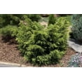 Gold Star Juniper 2 Live Gallon Size Plants Juniperus Chinensis Perfect ...