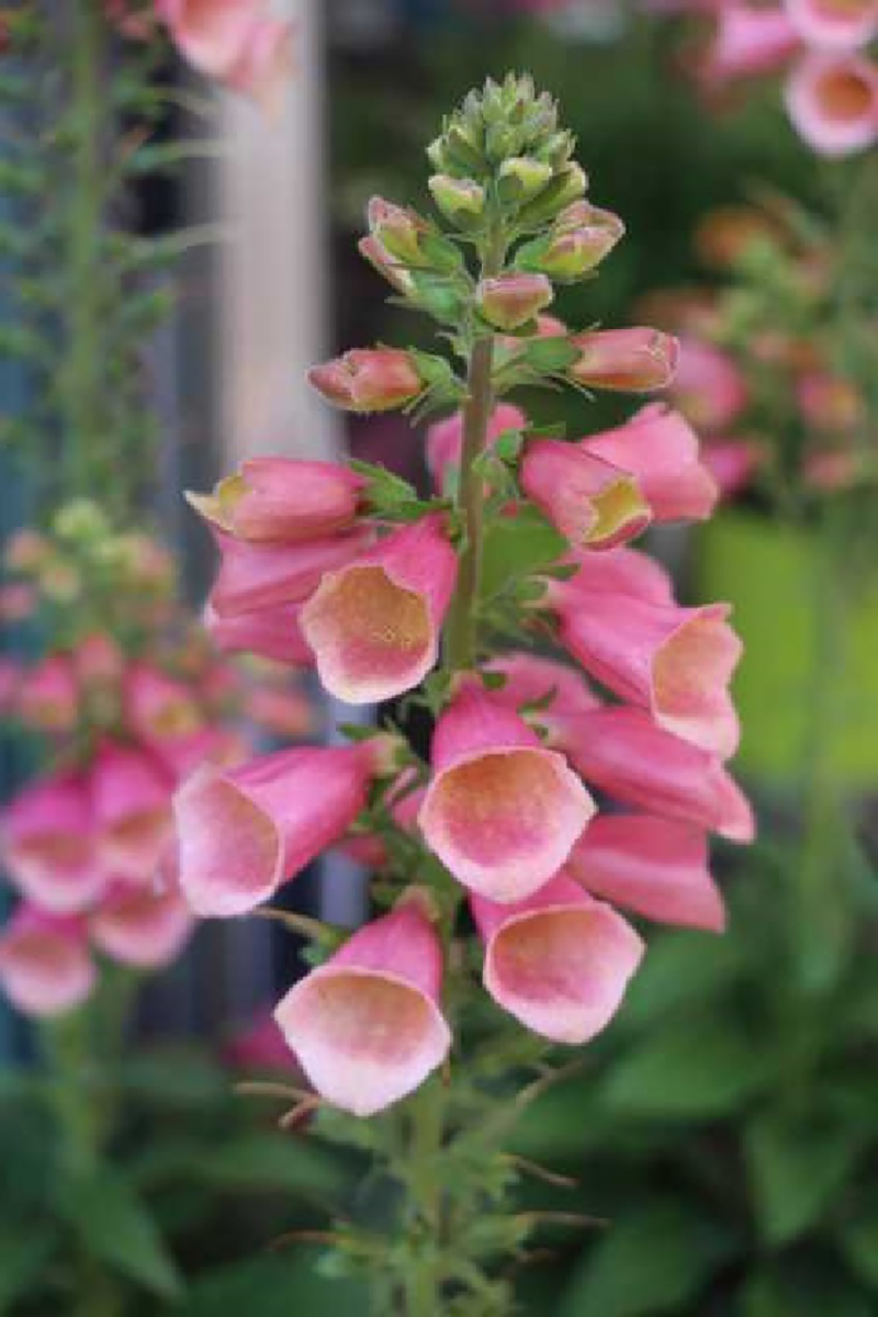 Arctic Fox Rose Foxglove - Digitalis hybrida - 4" Pot - Walmart.com