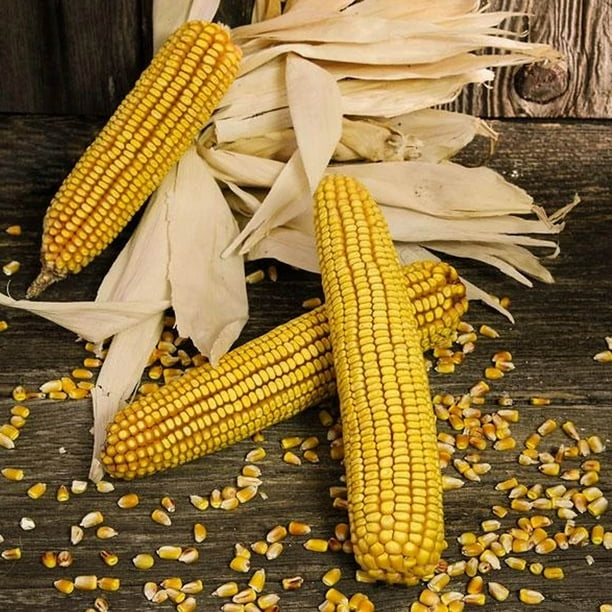 Organic Reid's Yellow Dent Corn - 25 LB Bulk ~57,000 Seeds - Non-GMO ...