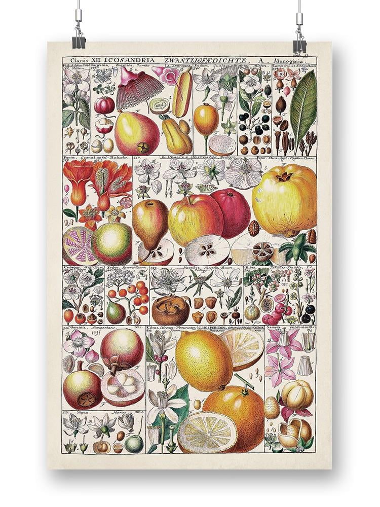 Fruit Chart Poster - Vision Studio Designs, - Walmart.com