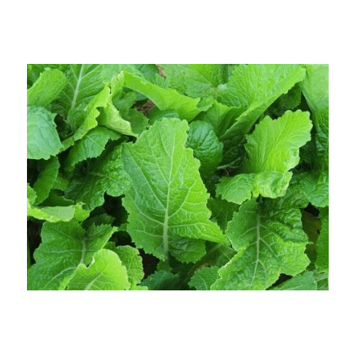 Mustard Florida Broadleaf Great Garden Vegetable Heirloom by Seed ...