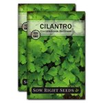 Cilantro Seeds for Planting - Non GMO Heirloom Varieties for your ...