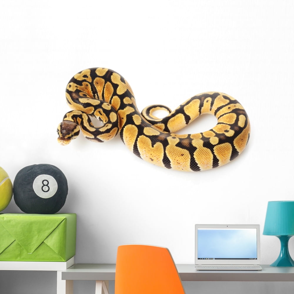 Pastel Ball Python Wall Decal by Wallmonkeys Peel and Stick Graphic (36 ...