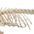 Anatomy Lab Canine Skeleton Model - Fixed Articulation on Base ...