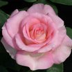 Heirloom Roses, Own-Root One Gallon Handel Climbing Rose, Bi-Color ...