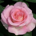 Own-Root One Gallon Falling In Love™ Hybrid Tea Rose by Heirloom Roses ...