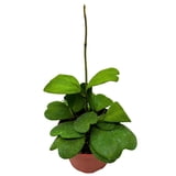 Hoya Kerri Heart On The Vine, 6 inch Pot, All Green Non-Variegated ...