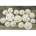 Bulk Set of 15 Imperfect Sand Dollars 2" - 3 1/4" | Ultimate Craft and ...