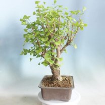 Live Weeping Willow Money Tree Bonsai - Thick Trunks, Fast-Growing ...