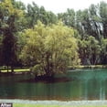 Airmax WipeOut Pondweed Defense - 8 Ounce Yard Liquid Treatment ...