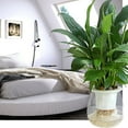 Horticultural Water Basin Self Watering Planter Violet Pots Clear ... Horticultural Water Basin Self Watering Planter Violet Pots Clear ...