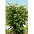 7 BLUE SAUSAGE FRUIT Edible & Ornamental Decaisnea Fargesii Tree Shrub ...