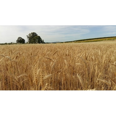 Wheat Cover Crop Seeds - Non-GMO Winter Wheat - Deer & Turkey Food Plot ...