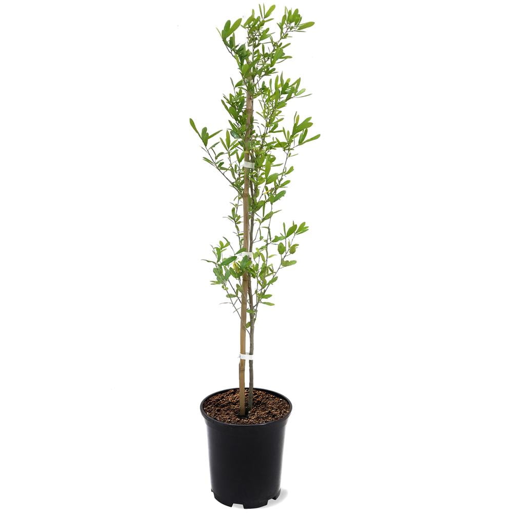 Simpson Nurseries 18" Southern Live Oak Live Plant with Pot - Walmart.com