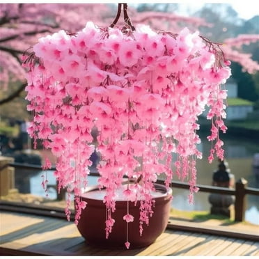 20 Sakura Bonsai Seeds - Rare Japanese Cherry Blossom, Pink Flowering ...