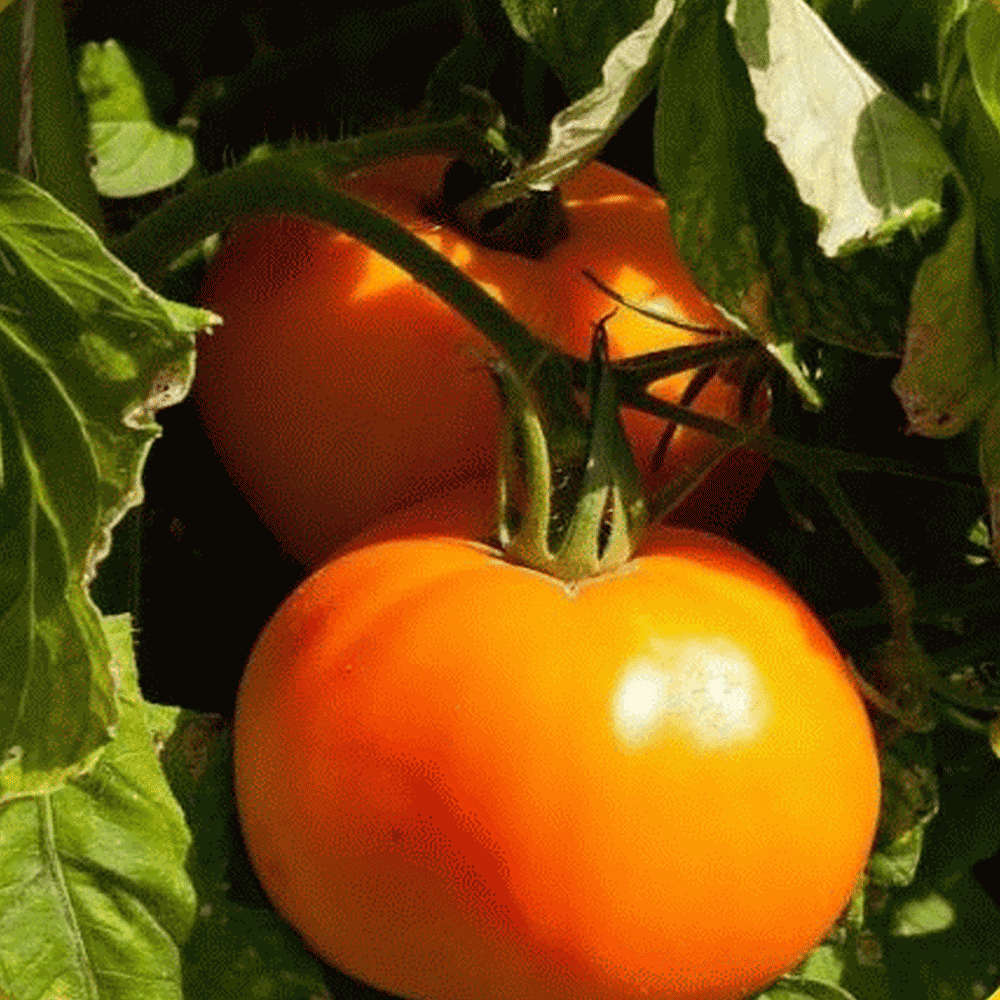 Everwilde Farms - 1 Lb Sunray Heirloom Tomato Seeds - Gold Vault Bulk ...