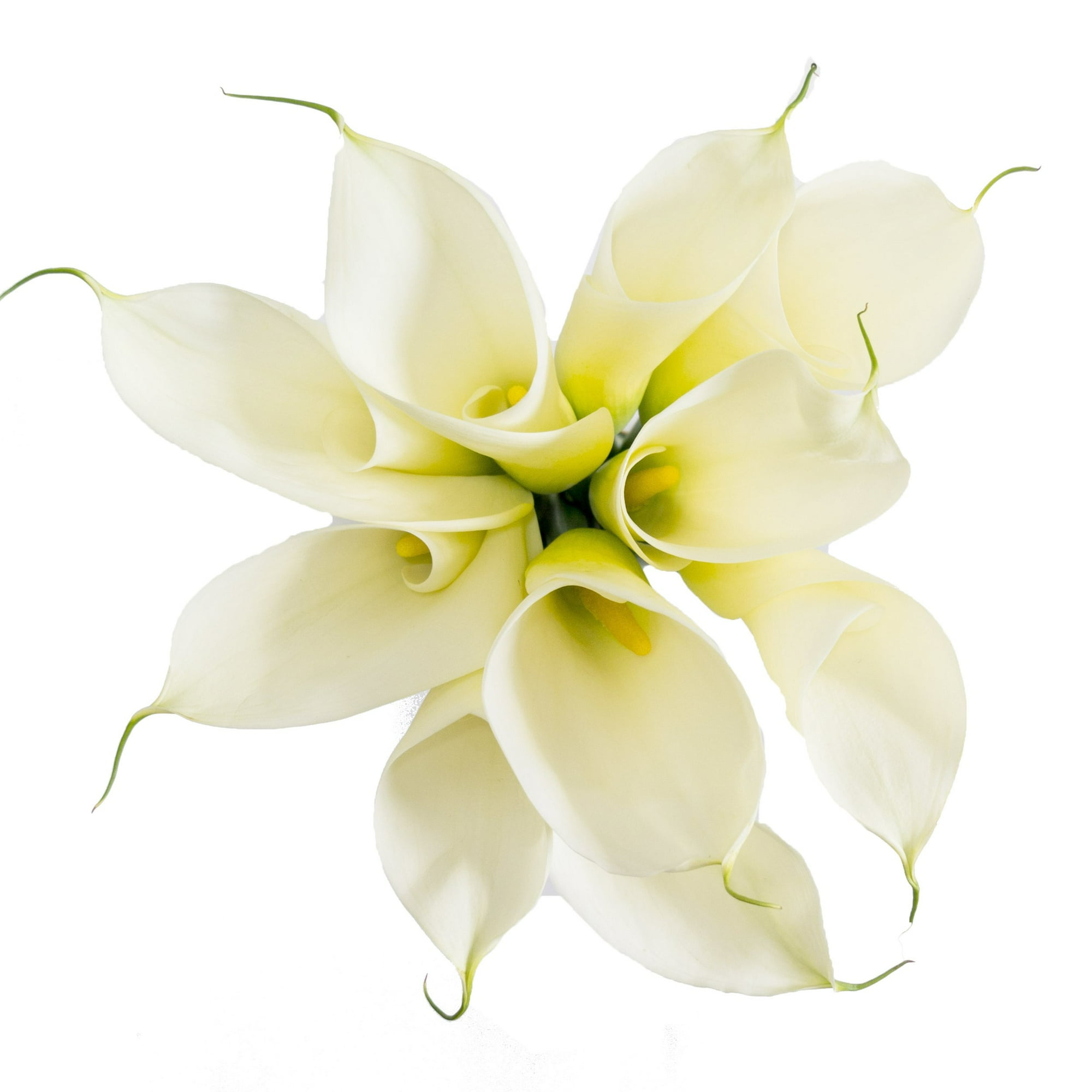 White Calla Lilies