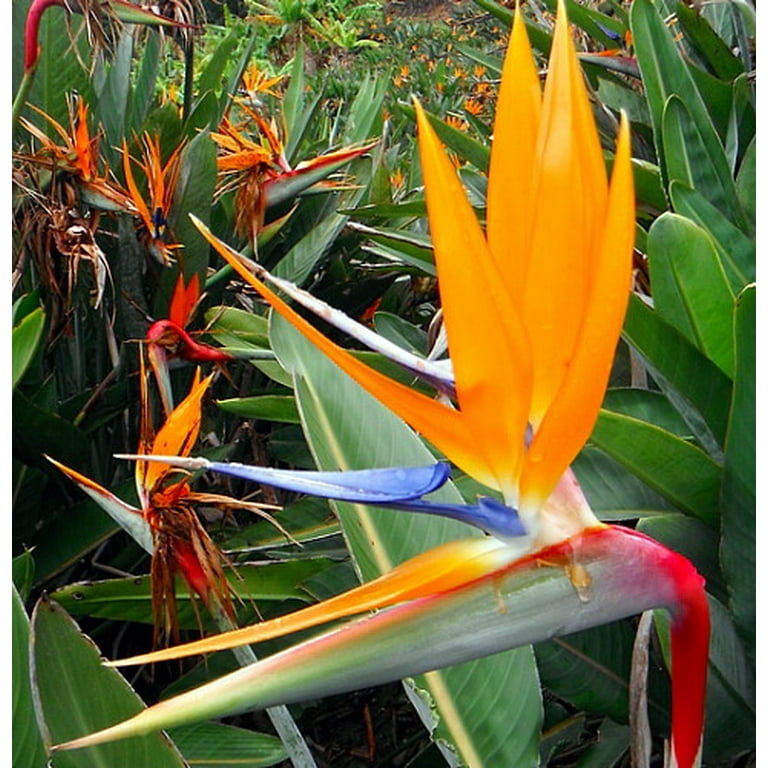 Strelitzia Reginae Dwarf