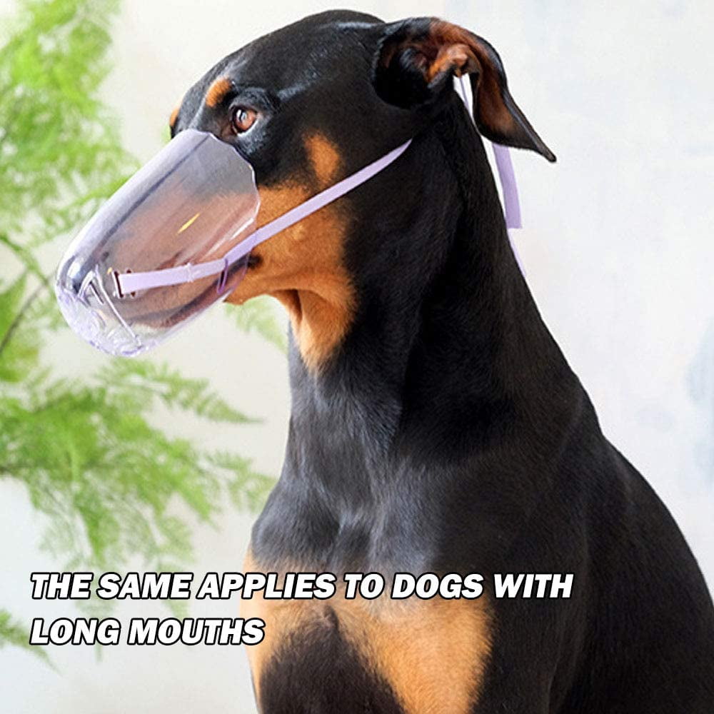 What Is A Dogs Face Called