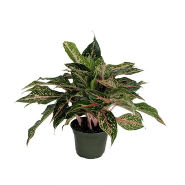 Red Valentine Chinese Evergreen Plant - Aglaonema - Grows in Dim Light ...