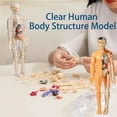 Qonioi Clear Human Body Structure Model, 29-Piece Removable Organs ...