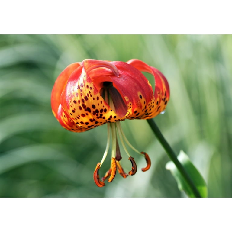 Red Tiger Lily Flower