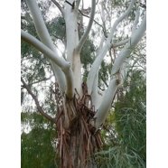 Rainbow Eucalyptus Tree Seeds - 50 Seeds - Stunning Colored Bark ...
