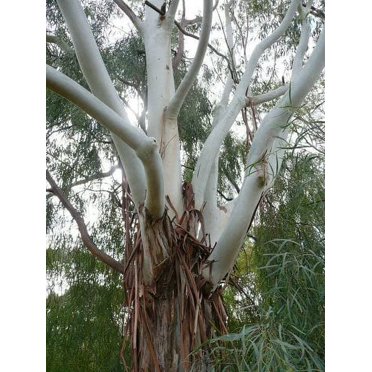 Rainbow Eucalyptus Tree Seeds - 50 Seeds - Stunning Colored Bark ...