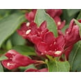 Bloomin Easy 2 gal Weigela Maroon Swoon Live Shrubs - Walmart.com