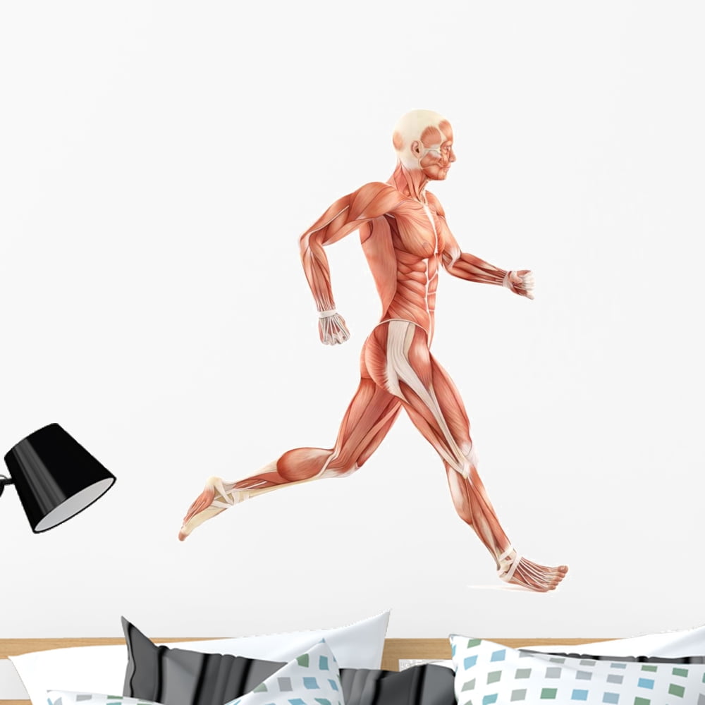 Running Man Muscles Anatomy Wall Decal by Wallmonkeys Peel and Stick ...