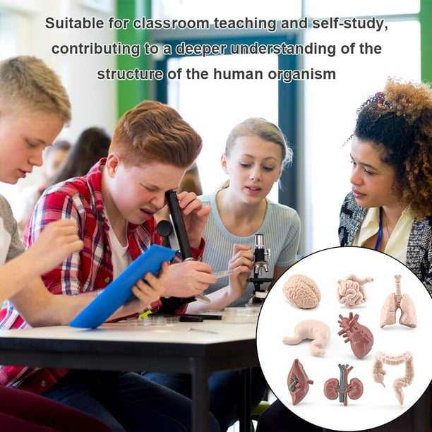 Children Human Organ Model Stomach Small Intestine Teaching Plaything ...