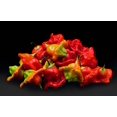 50 * Seeds Ubatuba CAMBUCI PEPPER Red Brazilian Capsicum Baccatum ...
