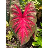 Caladium Red Mix (All Red Varieties)-5 Bulbs - Walmart.com