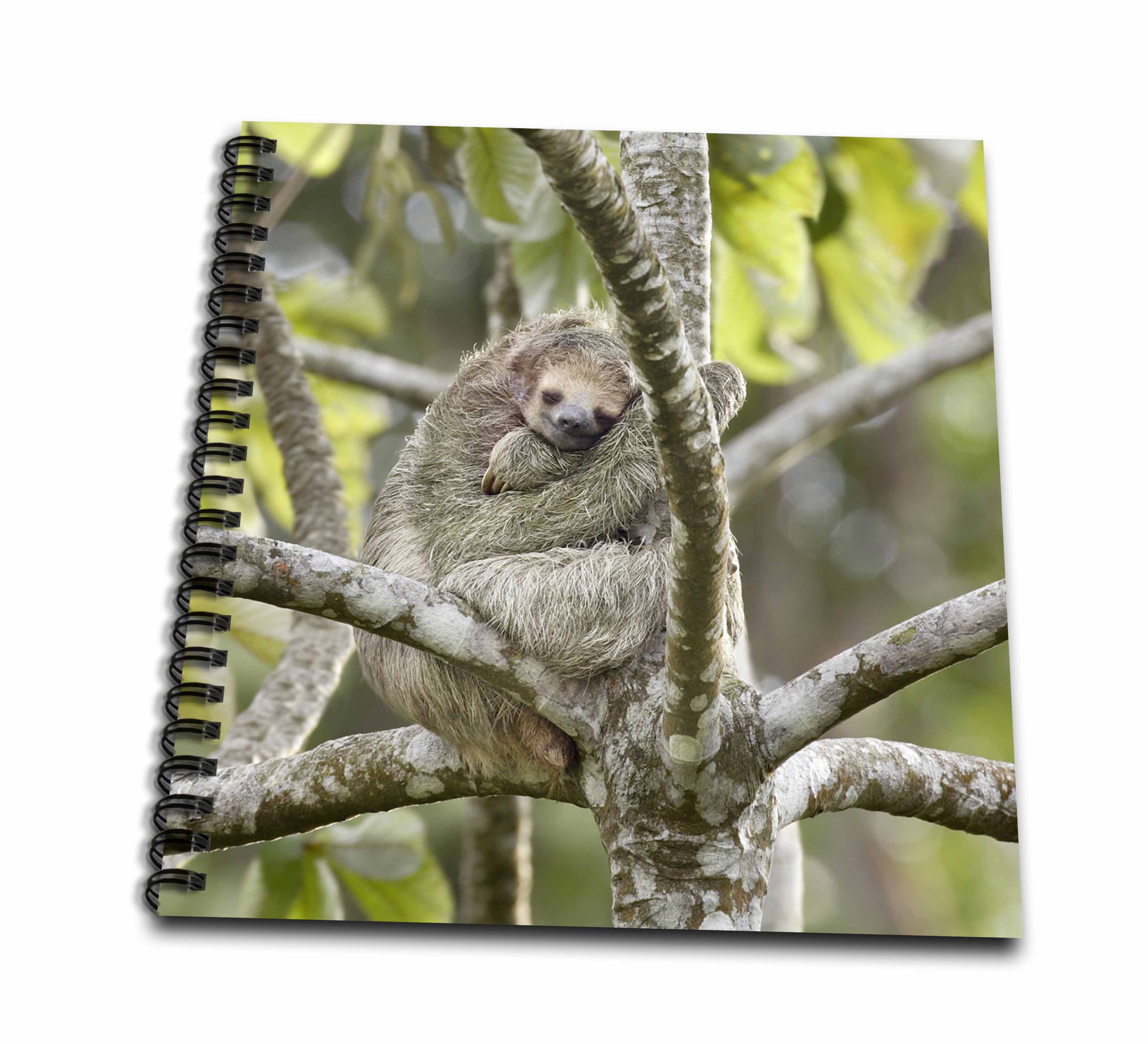 3dRose Costa Rica, Three-toed sloth wildlife - SA22 BJA0001 - Jaynes ...