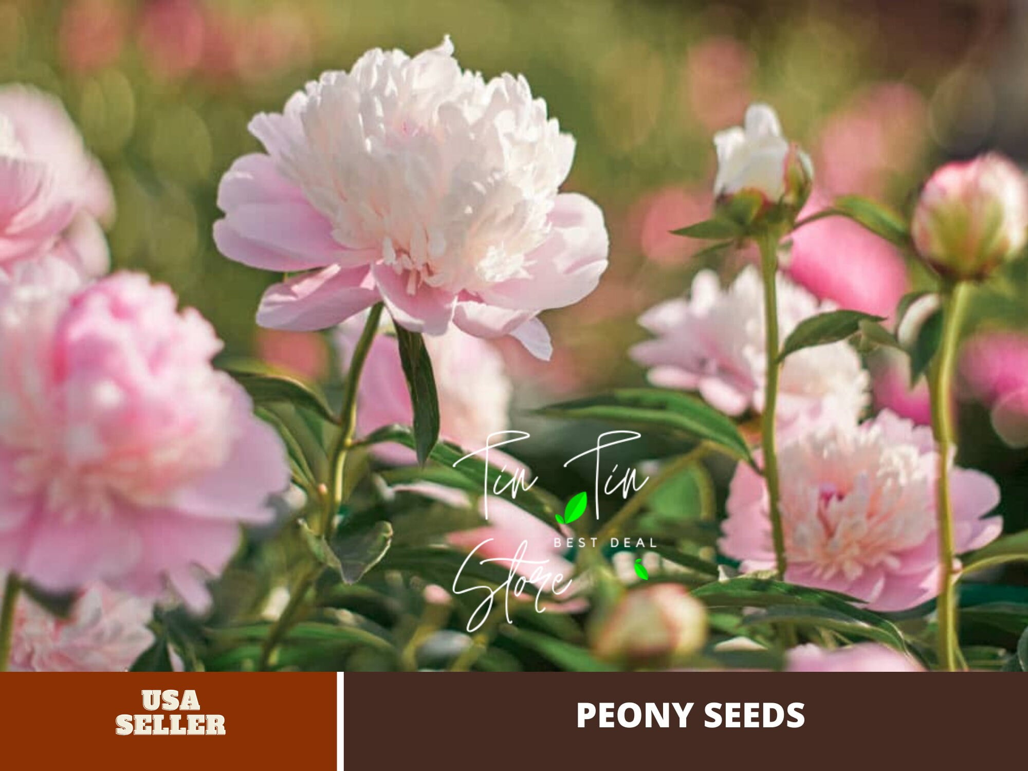 10+ Rare Seeds| Moon River Peony #B002 [BUY 3 GET 1 FREE] - Walmart.com